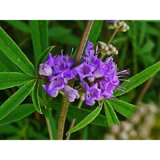 Hilton Herbs Agnus Castus Chaste Tree Monks Pepper Herbal Hormone ...