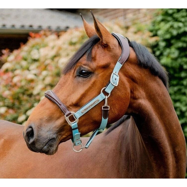 Horseware Signature Competition Headcollar Padded Adjustable Luxury ...