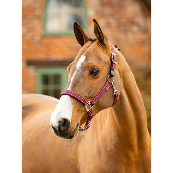 LeMieux Essential Yard Headcollar Padded Head Collar Durable Nylon Cob ...